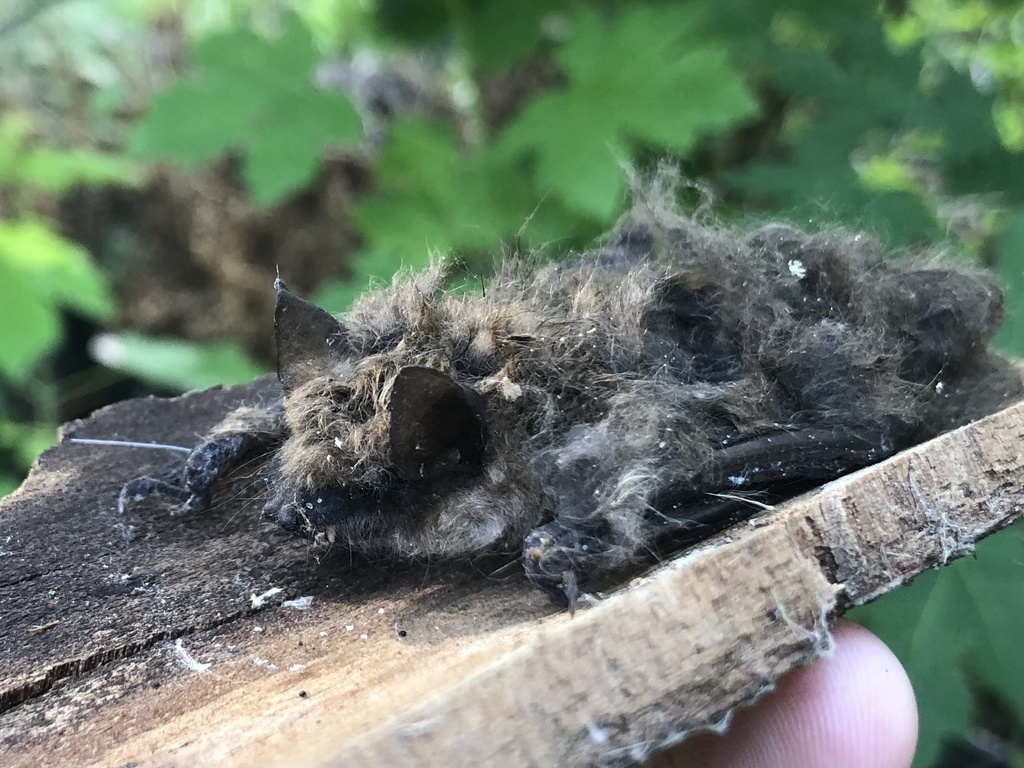 Big Brown Bat from Indian Hills Ln, Circle Pines, MN, US on August 15 ...