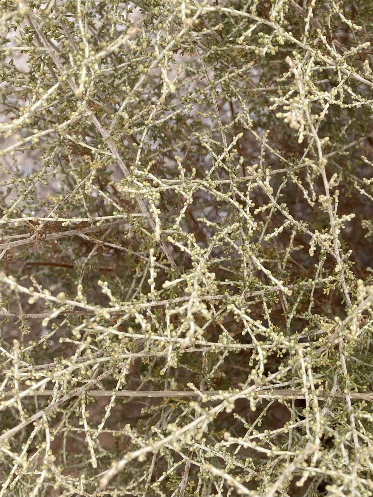 Caroxylon vermiculatum (L.) Akhani & Roalson