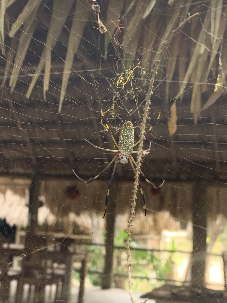 Golden Silk Spider from Felipe Carrillo Puerto, Quintana Roo, MX on ...