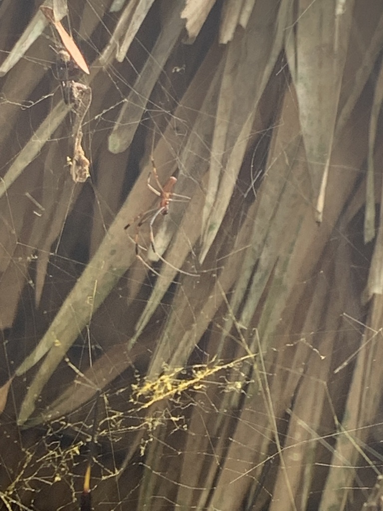Golden Silk Spider from Felipe Carrillo Puerto, Quintana Roo, MX on ...