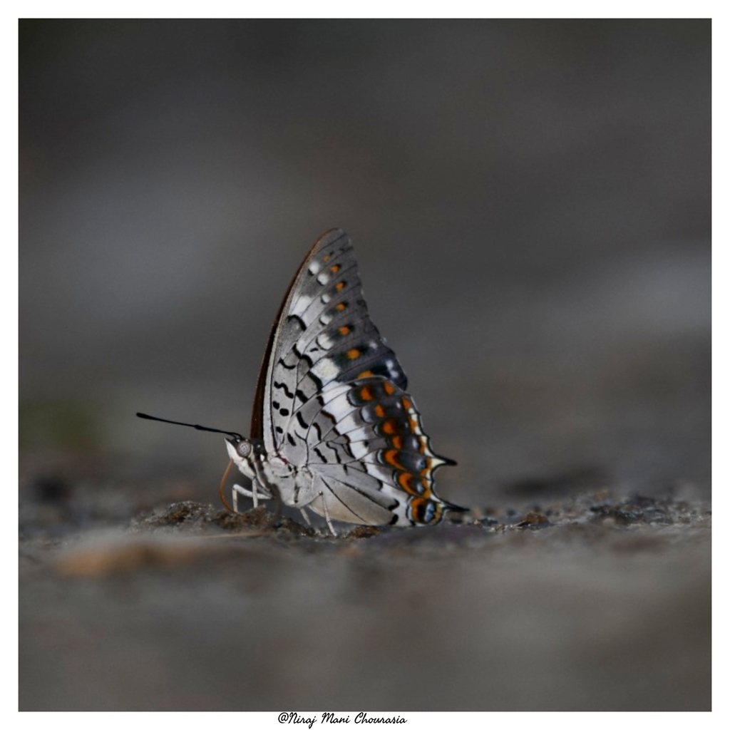 Black Rajah from Grant No.185/182, Assam 787031, India on July 19, 2022 ...