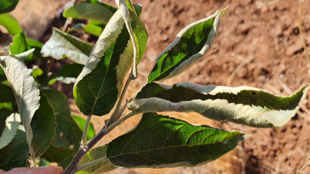 Apple Rust Mite from Salkhad, Syria on August 12, 2022 at 03:44 PM by ...