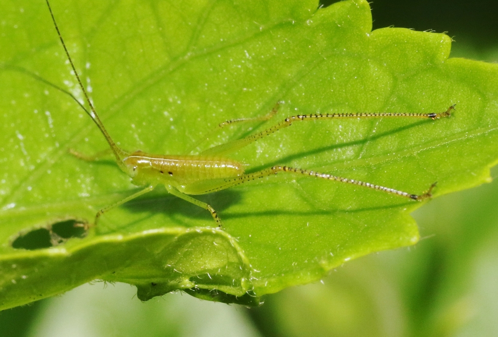 Japanese broadwinged katydid from Kauai, Hawaii, United States on ...