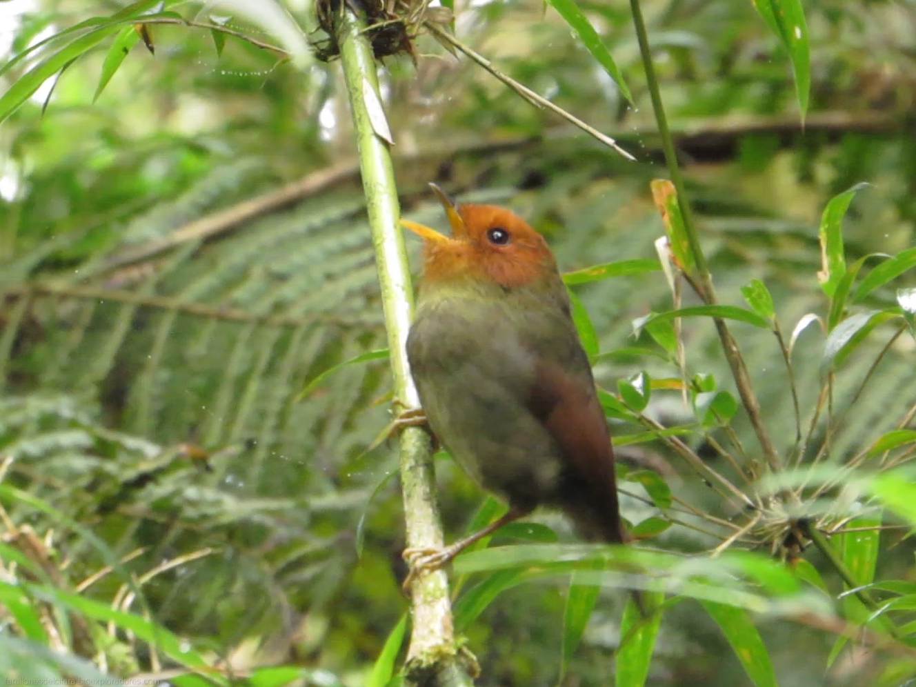 Pseudotriccus ruficeps (Lafresnaye, 1843)