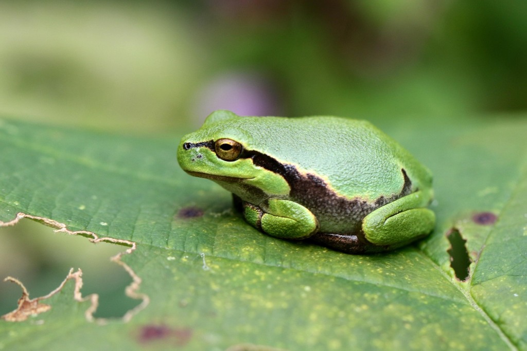 European Tree Frog from Markkleeberg, Saxony, Germany on August 5, 2015 ...
