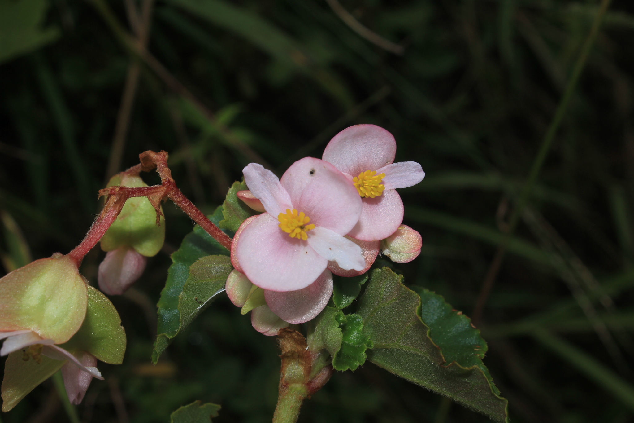 Begonia fischeri Schrank