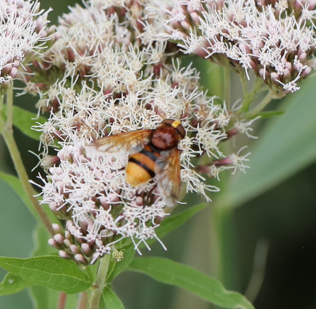 Hornet Mimic Hover Fly from Gonfreville-l'Orcher, France on August 15 ...