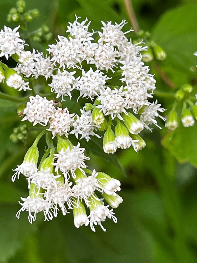 white snakeroot from Mankato, MN, US on August 13, 2022 at 06:55 PM by ...