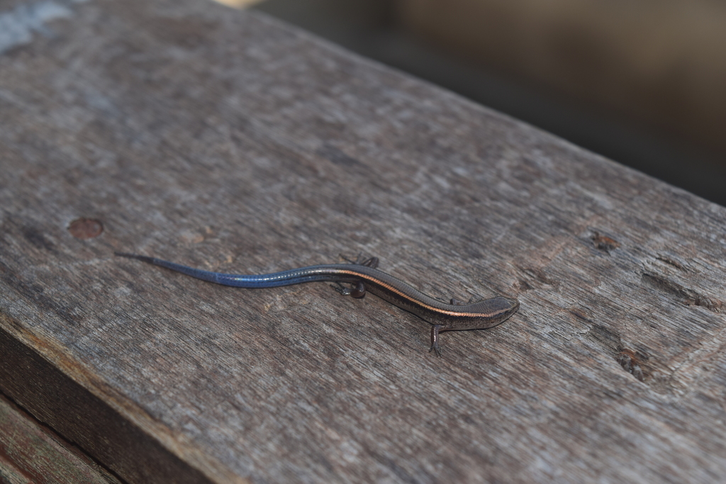 Dunn's Emo Skink from pulau komodo on January 10, 2018 by fhadlikennedi ...