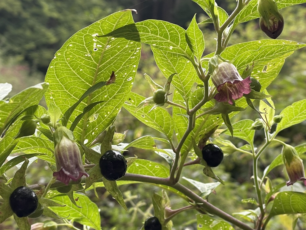 deadly nightshade from Flaxweiler, Flaxweiler, Grevenmacher, LU on ...