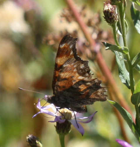 Zephyr Comma (Yosemite National Park Butterfly Guide 🦋) · iNaturalist
