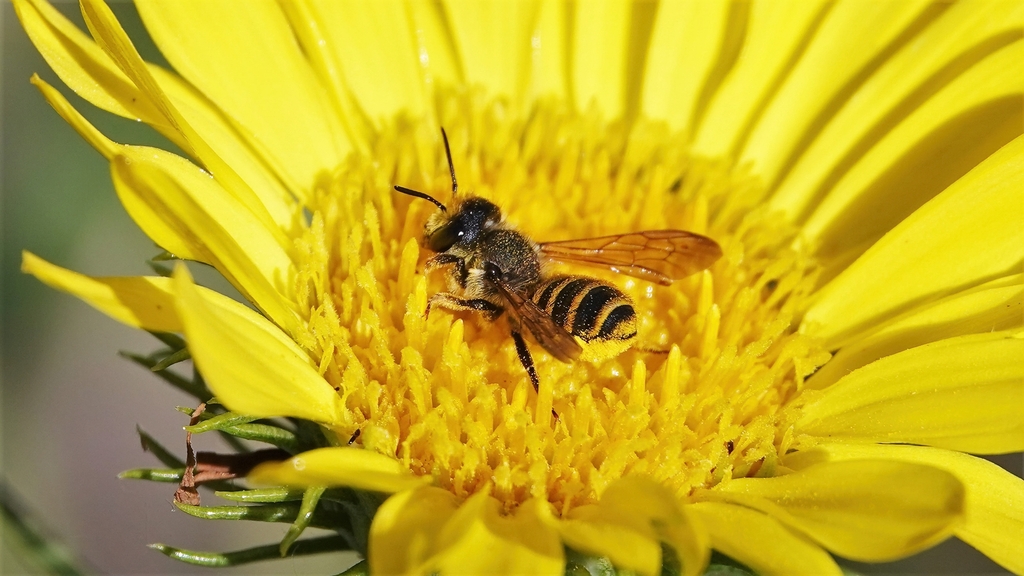 Megachile fidelis from Nanaimo, BC, Canada on August 14, 2022 at 04:25 ...