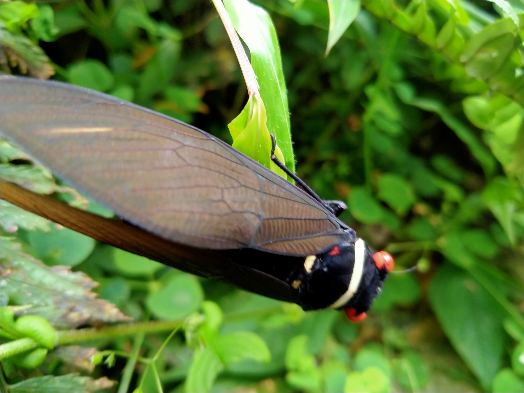 Tosena mearesiana (Westwood, 1842)
