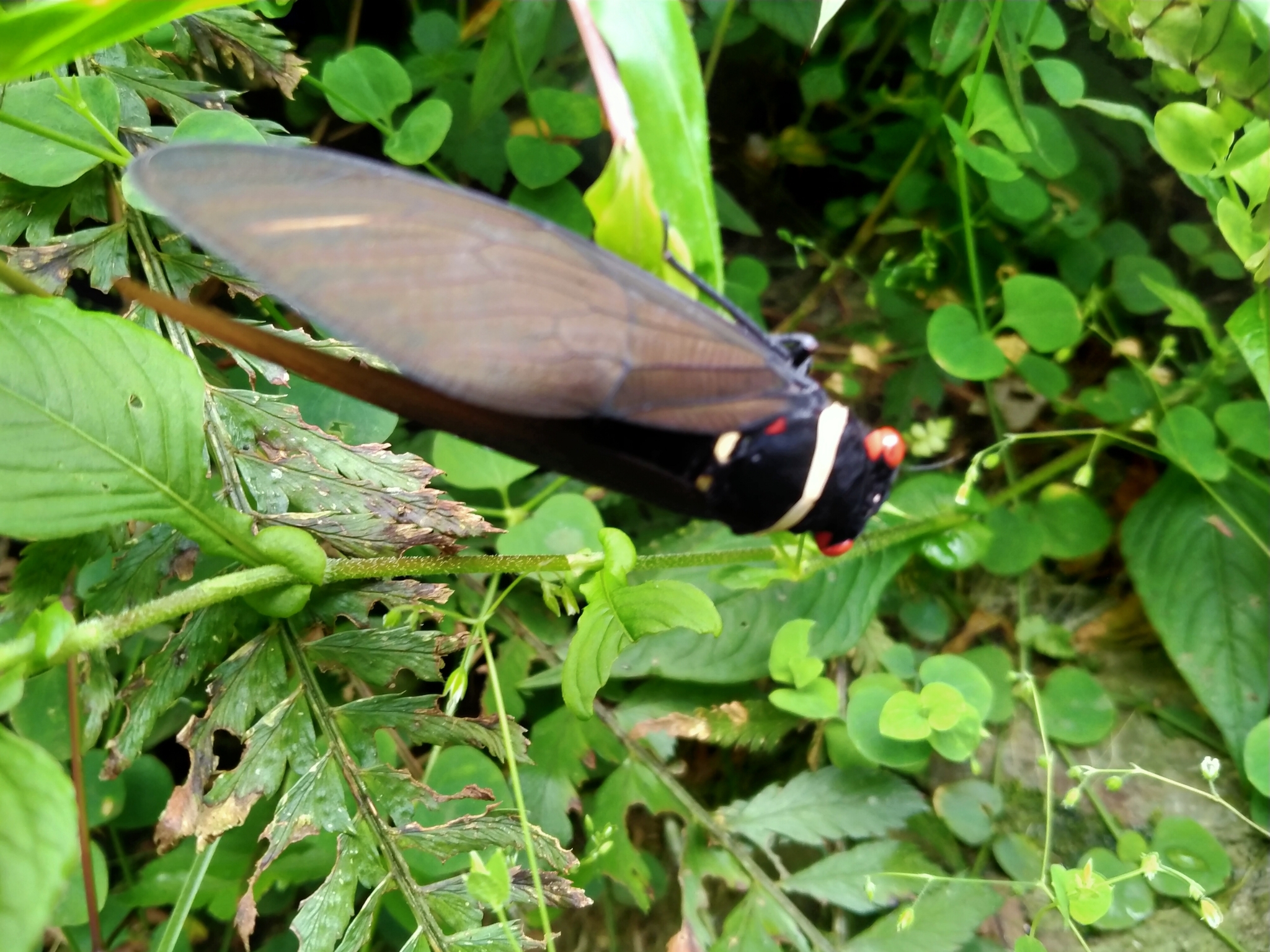 Tosena mearesiana (Westwood, 1842)