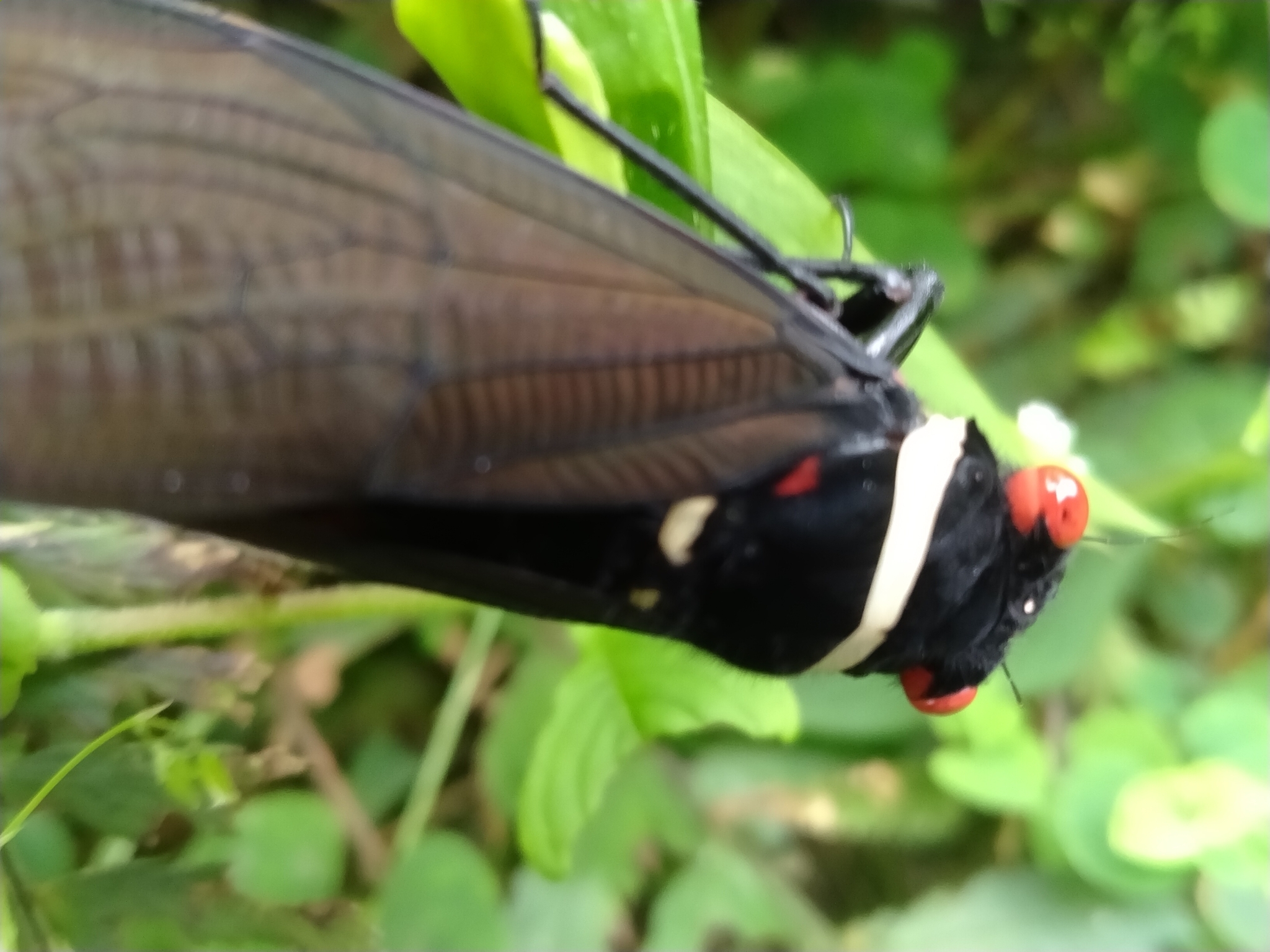 Tosena mearesiana (Westwood, 1842)