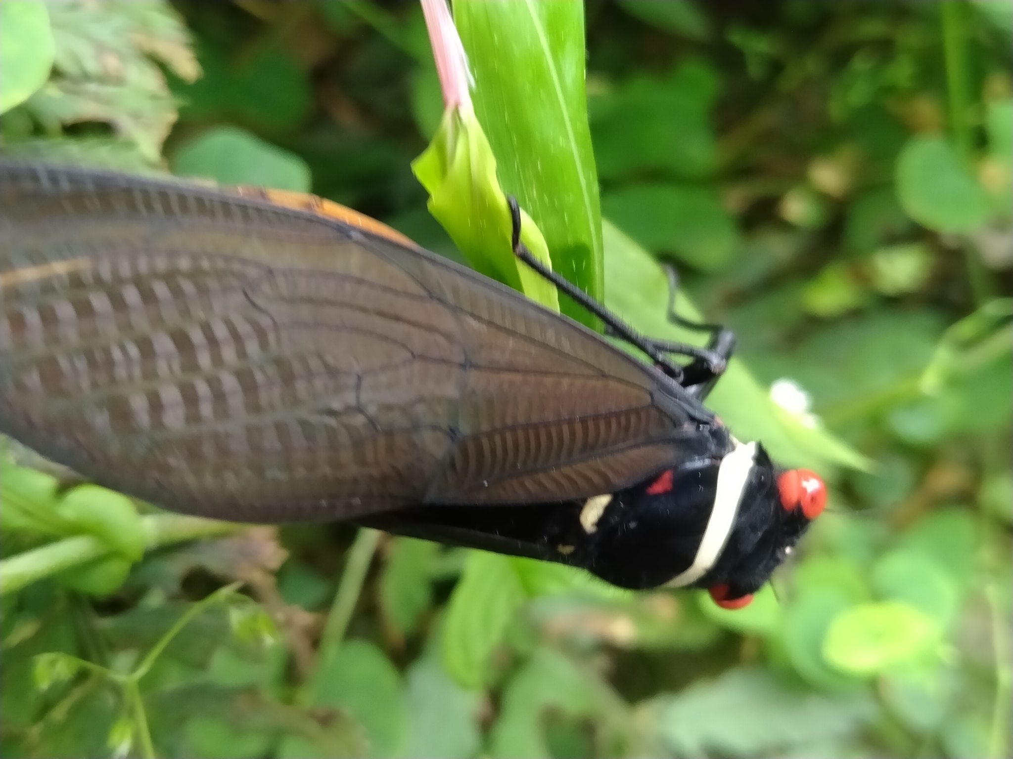 Tosena mearesiana (Westwood, 1842)