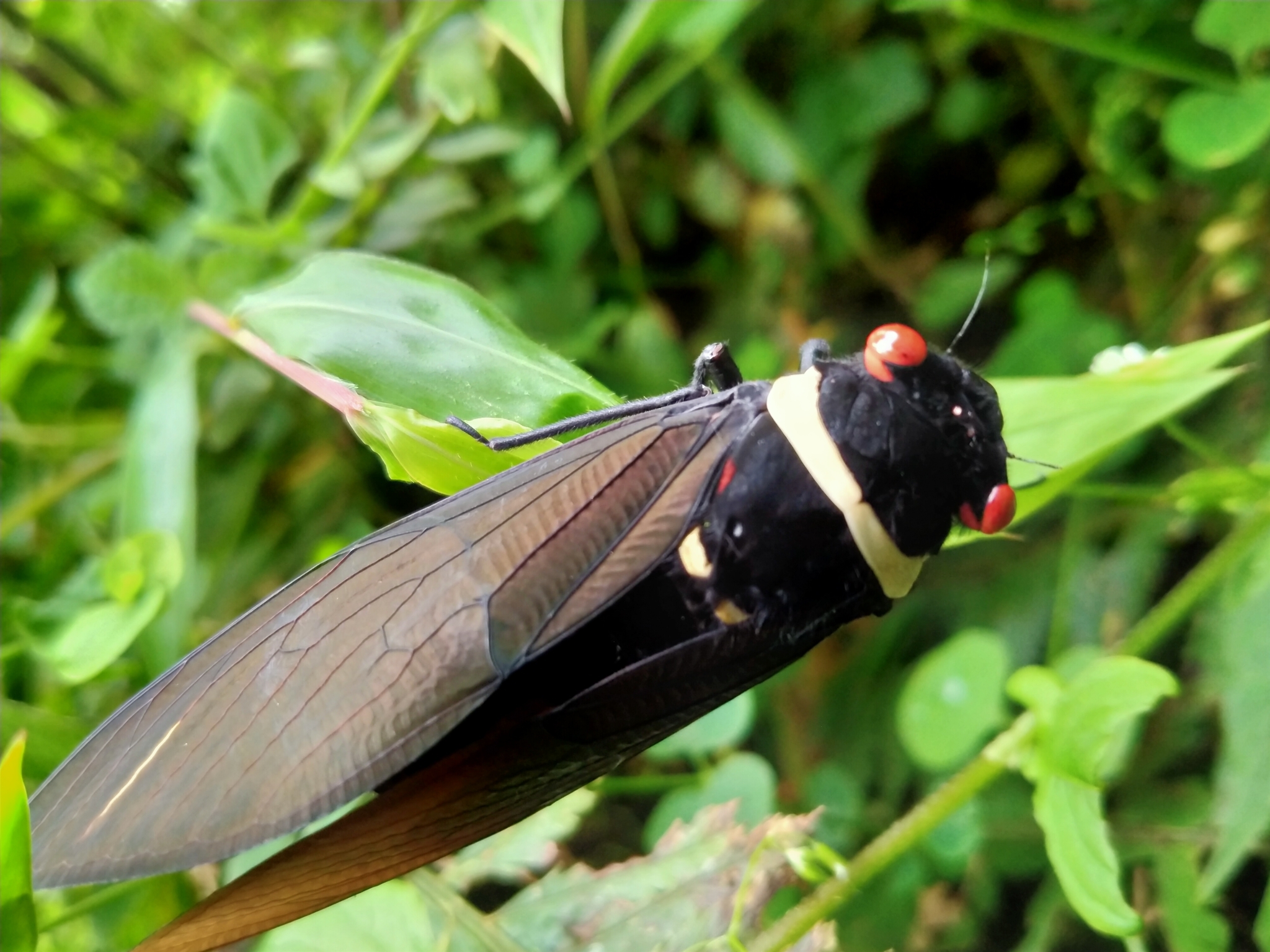 Tosena mearesiana (Westwood, 1842)