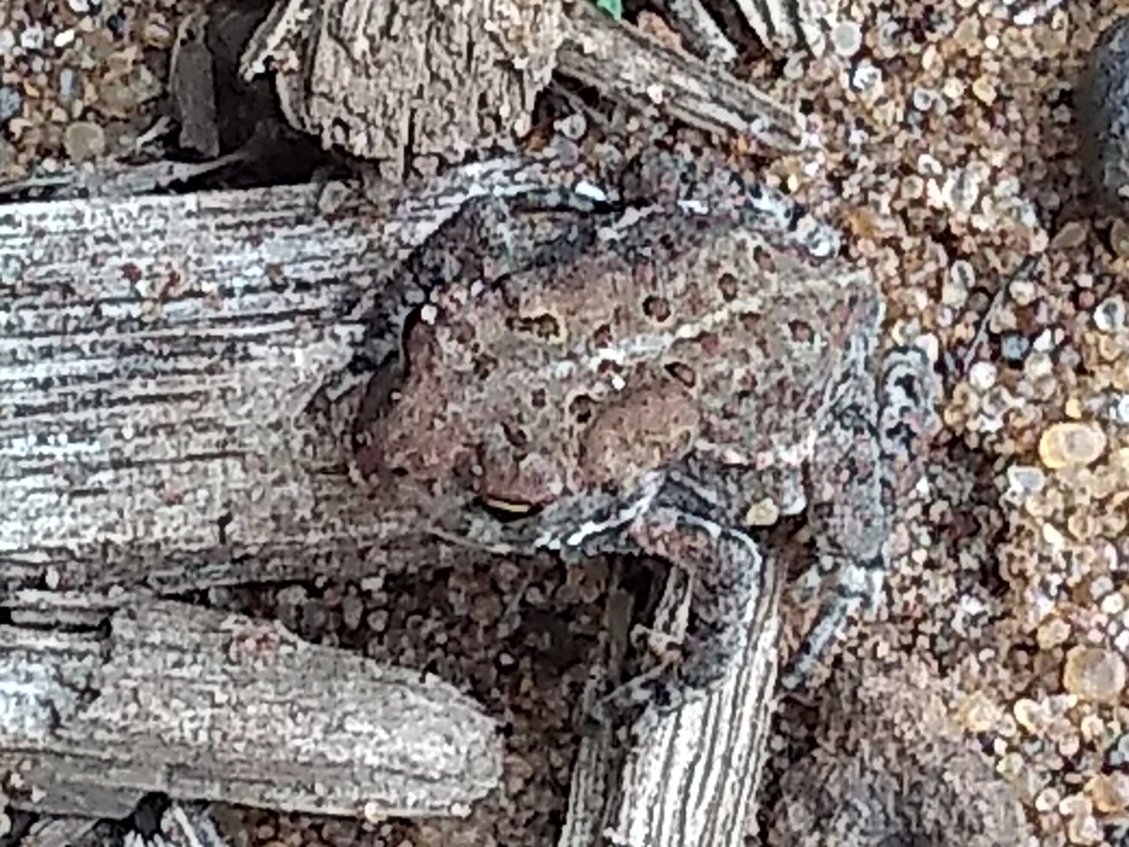 American Toad from Jackson County, US-WI, US on August 14, 2022 at 01: ...