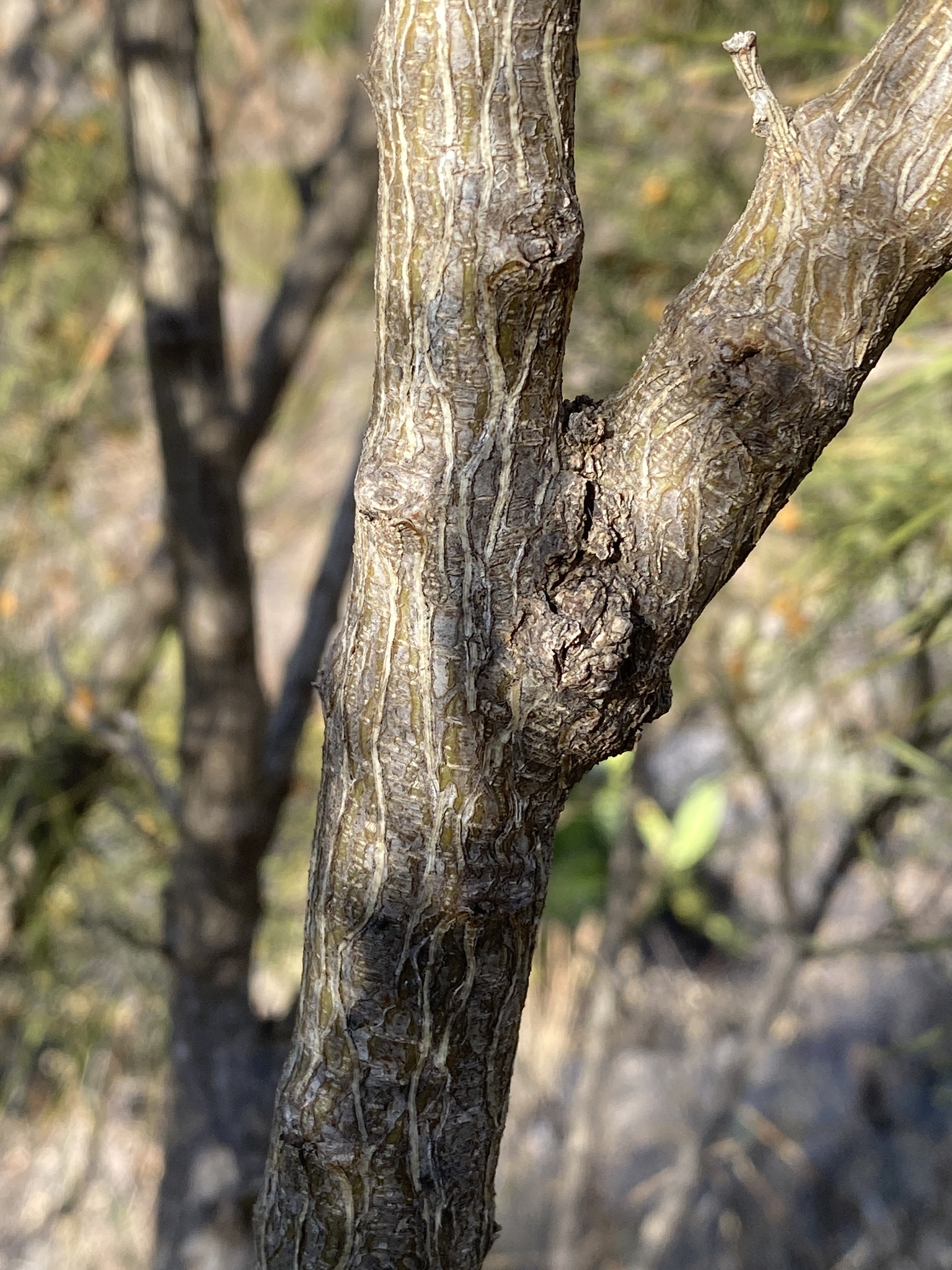 Retama rhodorhizoides (Webb & Berthel.) Webb & Berthel.