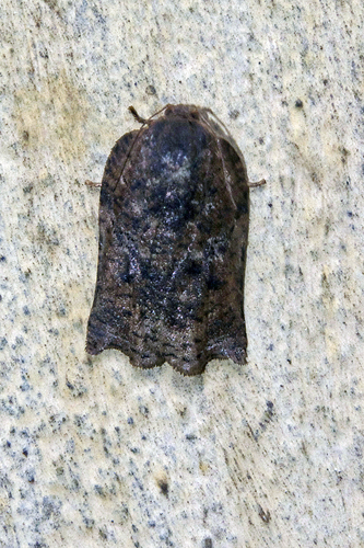 Género Homona · iNaturalist Mexico