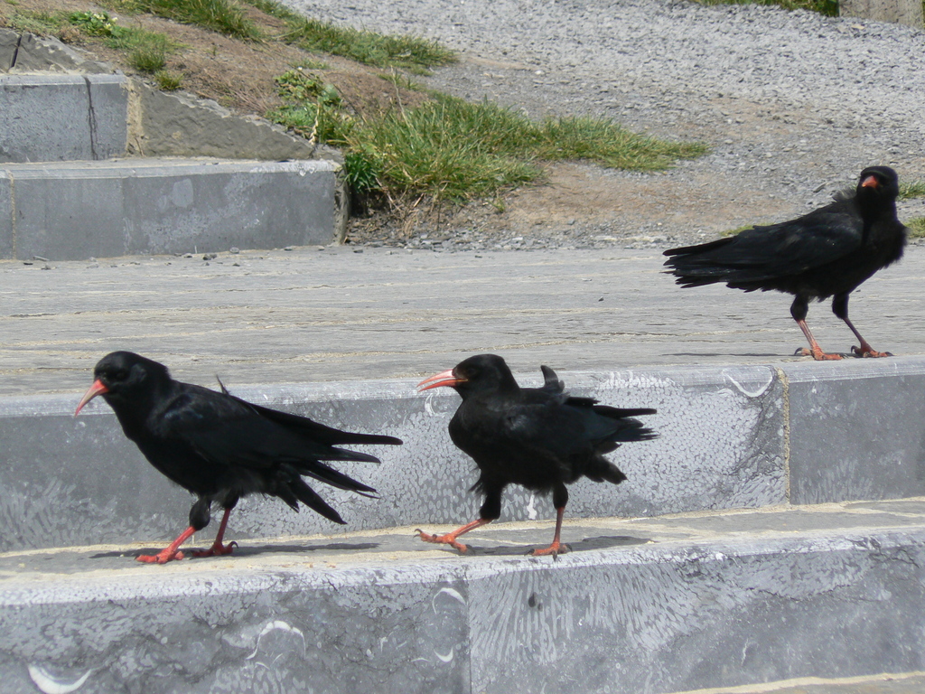 Red-billed Chough from Craggycorradan West, Co. Clare, Ireland on July ...