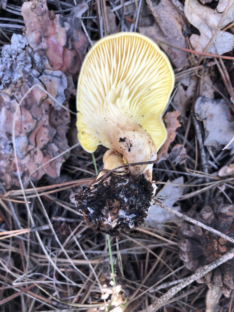 Cantharocybe gruberi from Apache-Sitgreaves National Forests, Alpine ...
