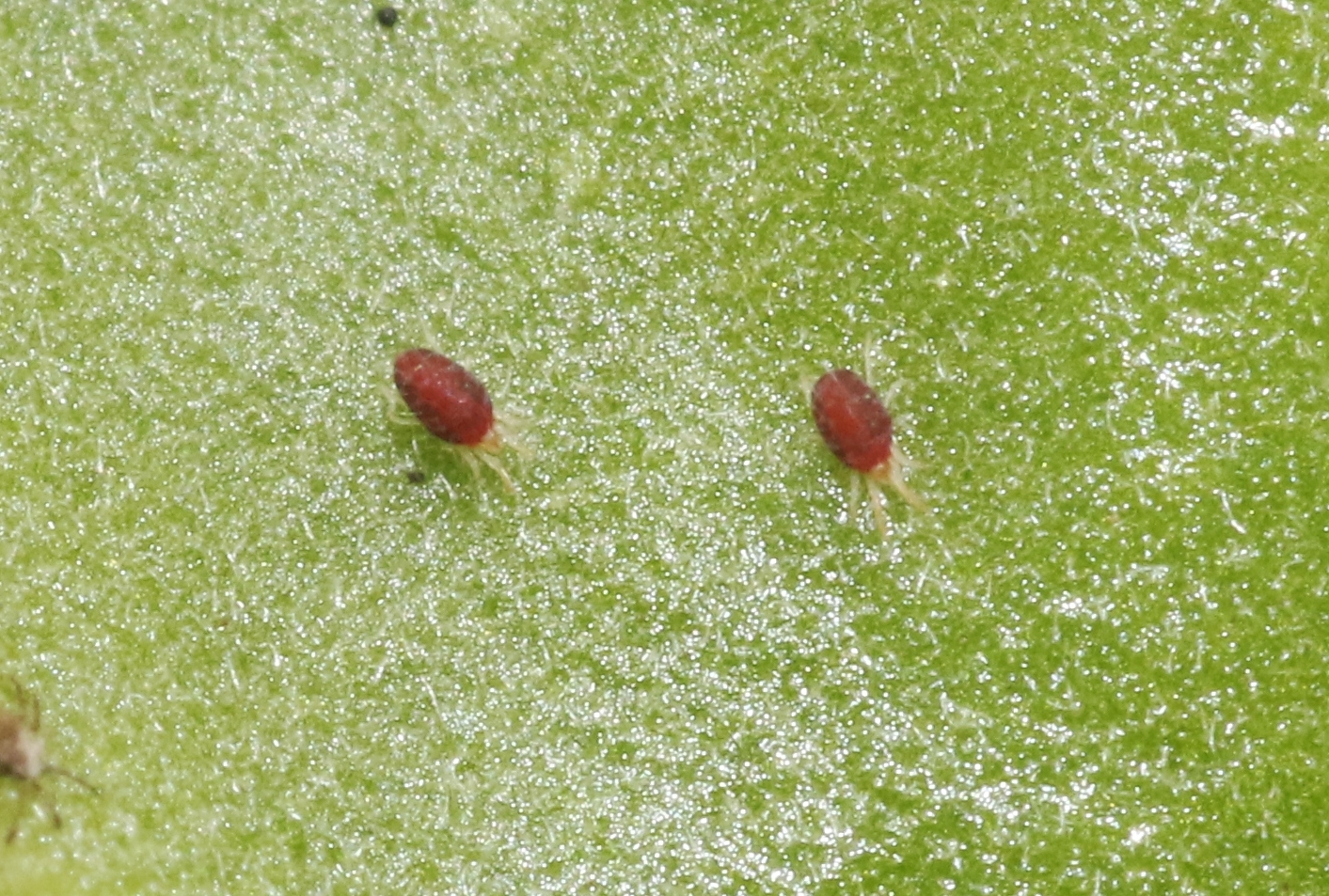 Tetranychus urticae Koch, 1836