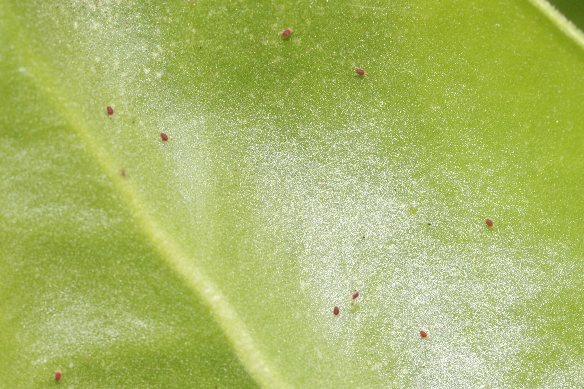 Tetranychus urticae Koch, 1836