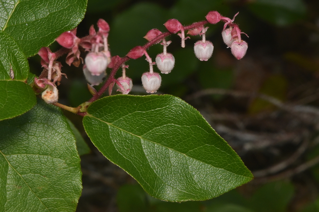 salal from Central Coast, BC, Canada on June 25, 2022 at 09:54 AM by ...
