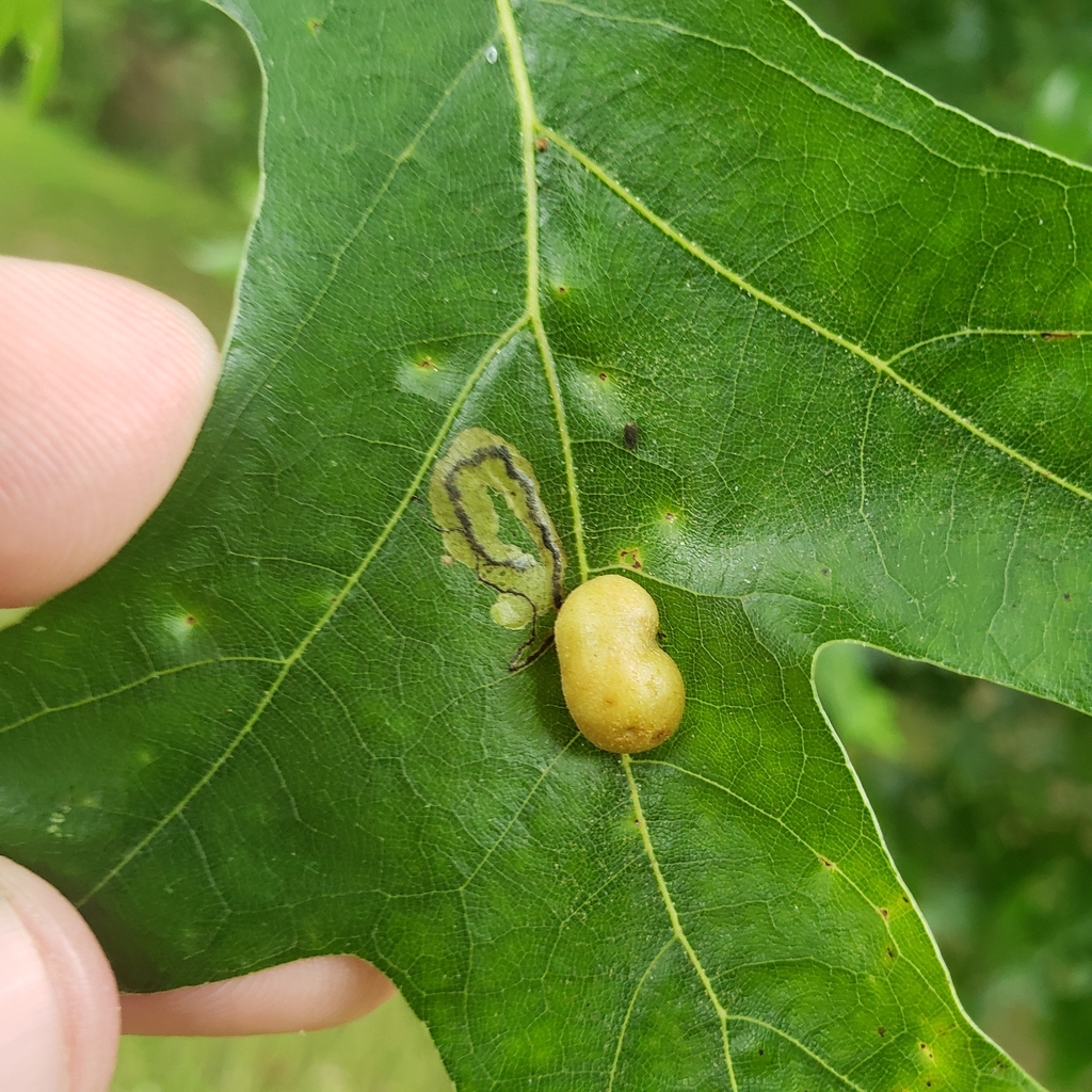 Oak Leaf Gall Midge from Woodcock Township, PA, USA on August 15, 2022 ...
