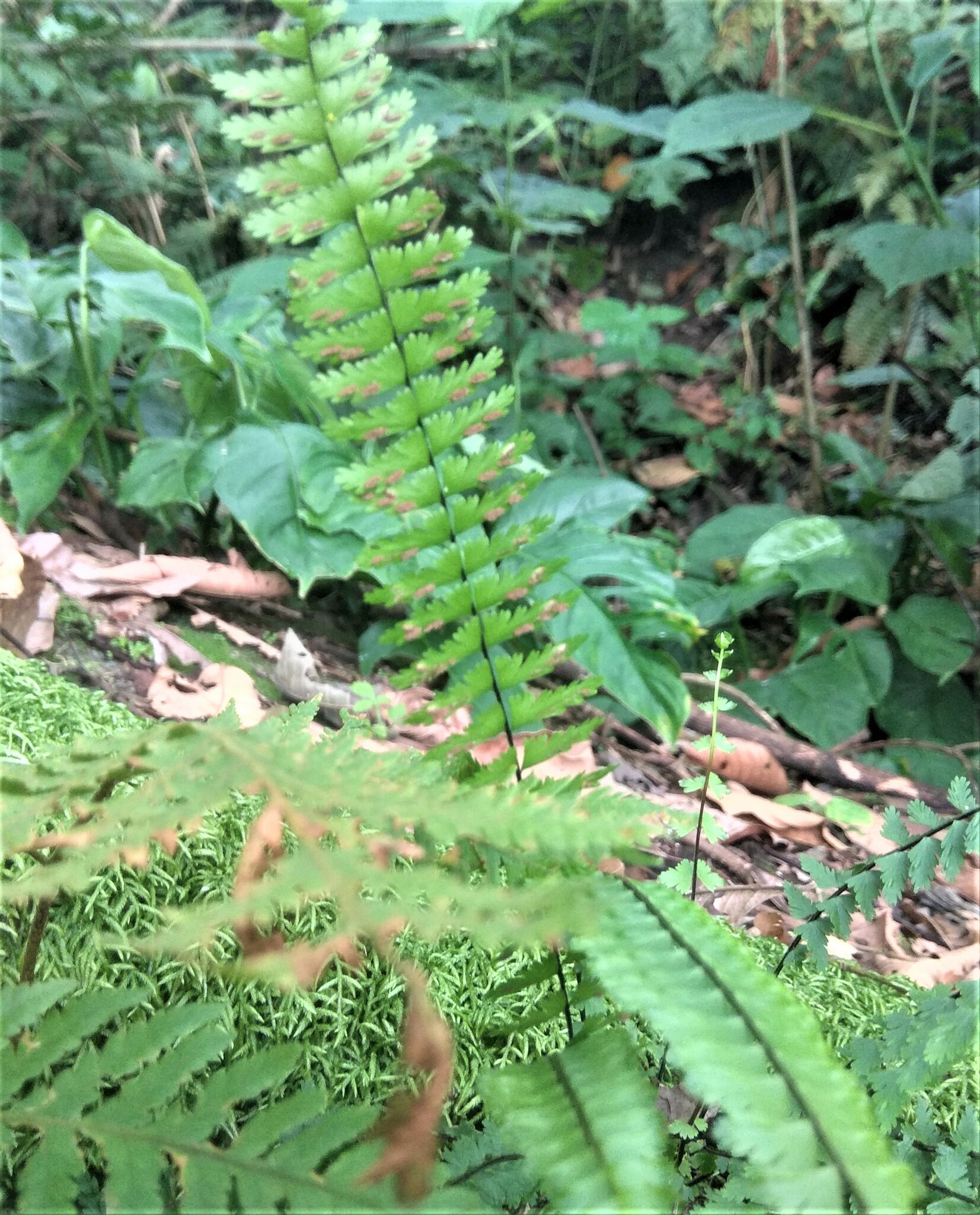 Asplenium formosum Willd.
