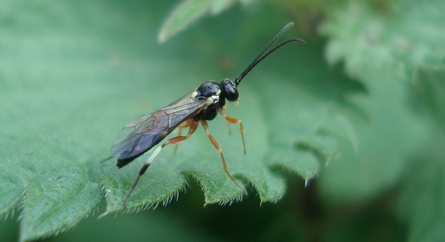 Diplazon tetragonus · iNaturalist Mexico