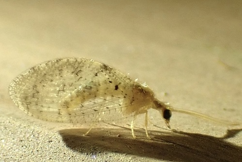 Observations by hydrocycler · iNaturalist