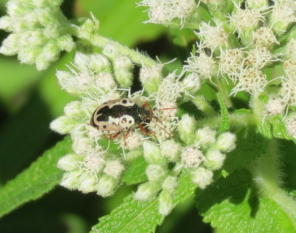 Anchor Stink Bug from Monkton Ridge, Monkton, VT 05473, USA on August ...
