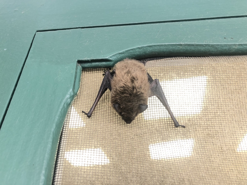 Little Brown Bat from Mackinac Island State Park, Mackinac Island, MI ...