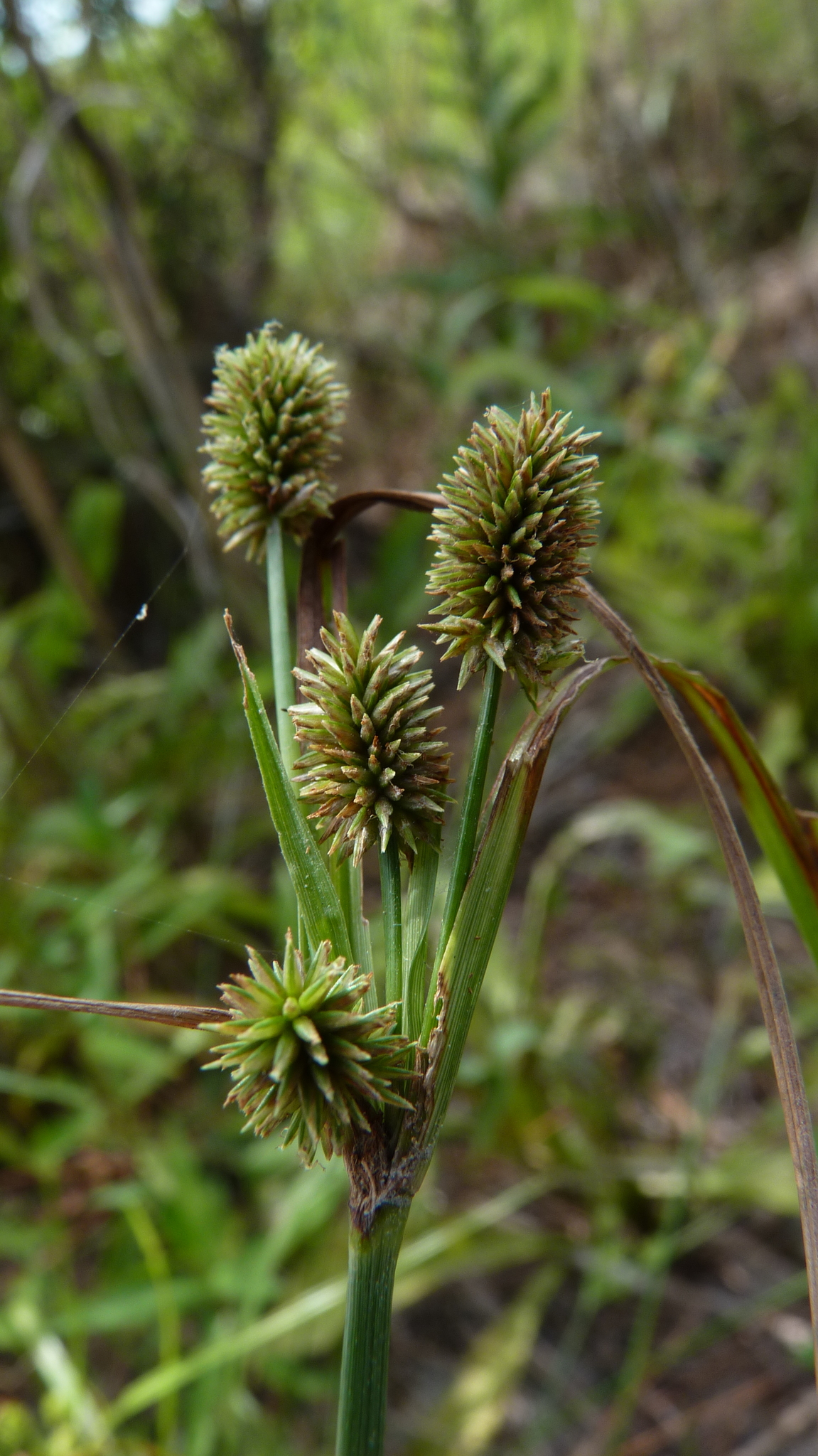 Cyperus retrorsus Chapm.