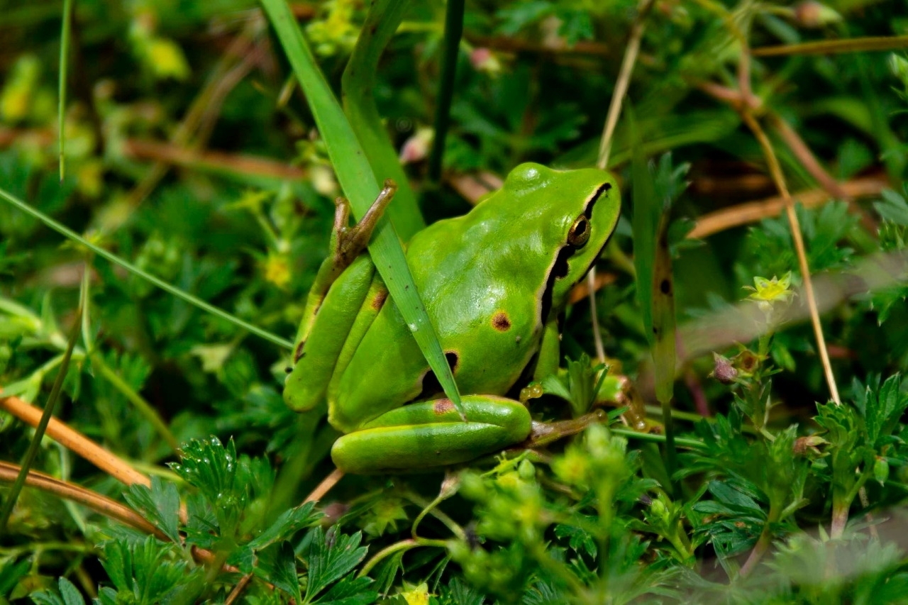 Hyla plicata Brocchi, 1877