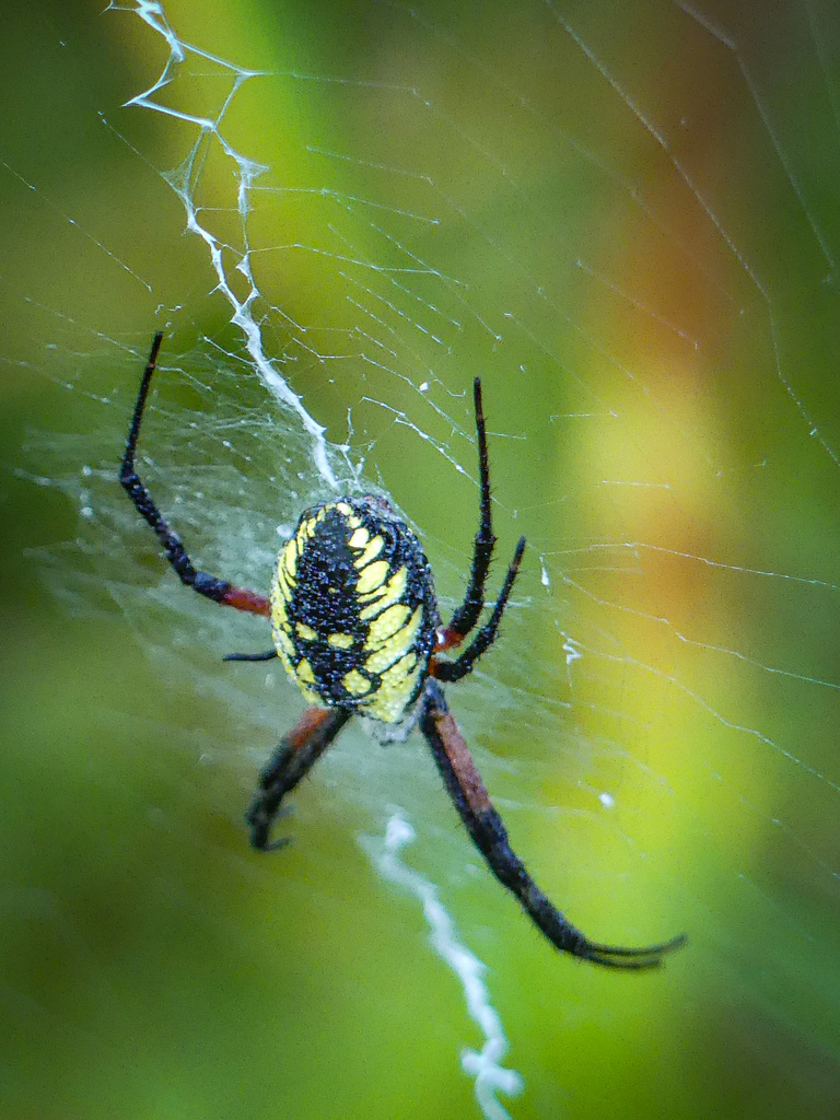 Yellow Garden Spider from Bramley Mountain Rd, Delhi, NY, US on August ...