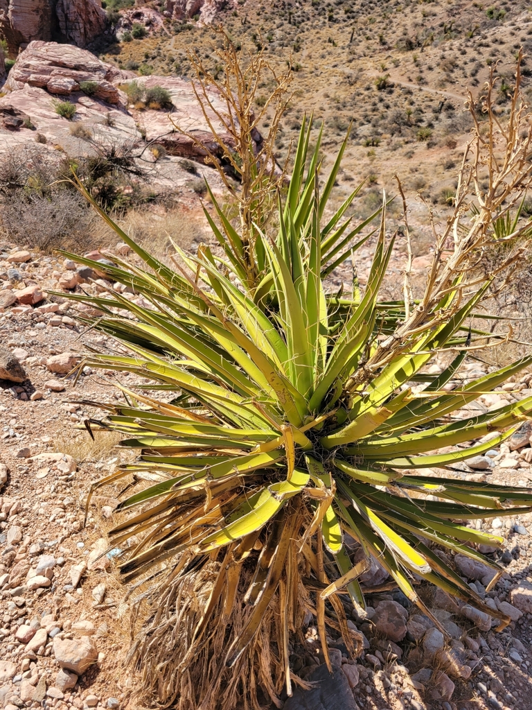 Mojave Yucca from Mountain Springs, NV 89161, USA on August 15, 2022 at ...