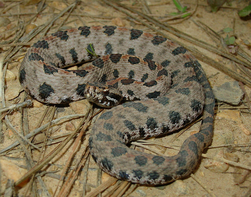 Western Pygmy Rattlesnake (Sistrurus miliarius streckeri) - Snakes and ...