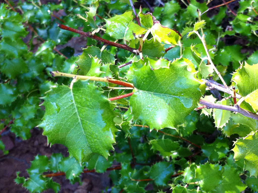Hollyleaf cherry (LA Urban Forest Program) · iNaturalist
