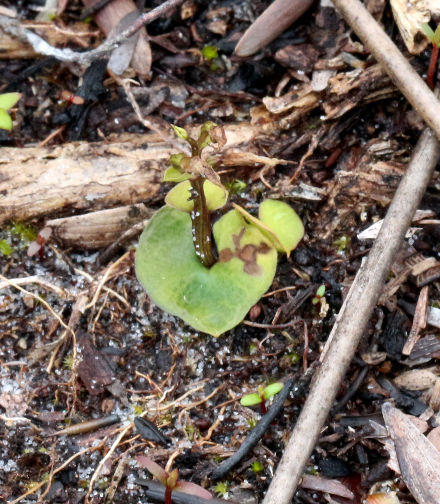 Pixie cap in August 2022 by Bill Campbell. An unexpected find on a ...