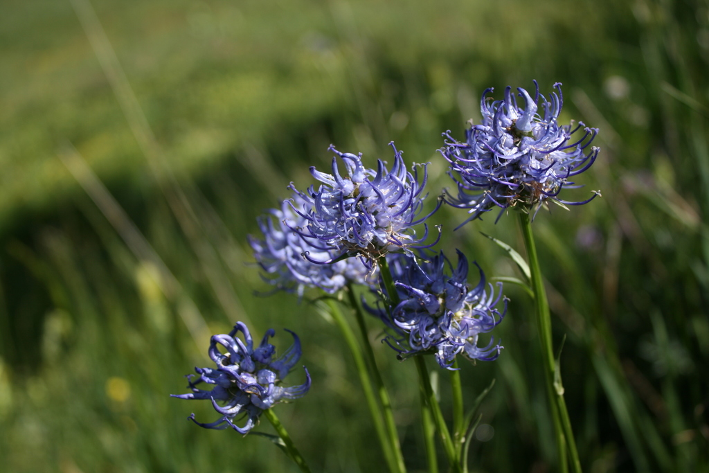 Round-headed Rampion from 04170 Thorame-Basse, France on June 21, 2009 ...