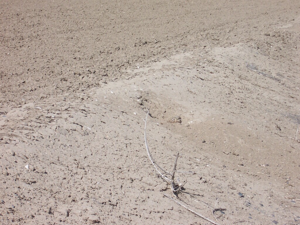 Burrowing Owl from Adams County, WA, USA on March 24, 2004 at 02:16 PM ...