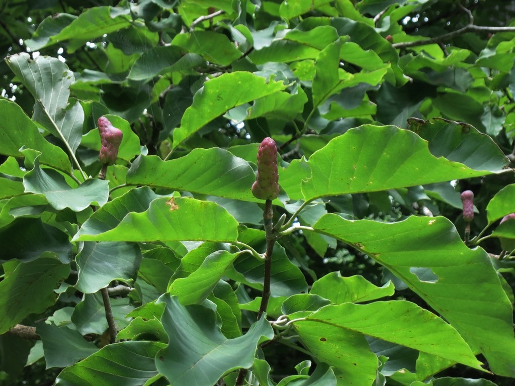 Cucumber-tree (Magnolia acuminata) - Botanical Realm