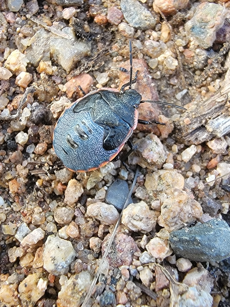 Conchuela Bug from Prescott, AZ, USA on August 15, 2022 at 03:56 PM by ...