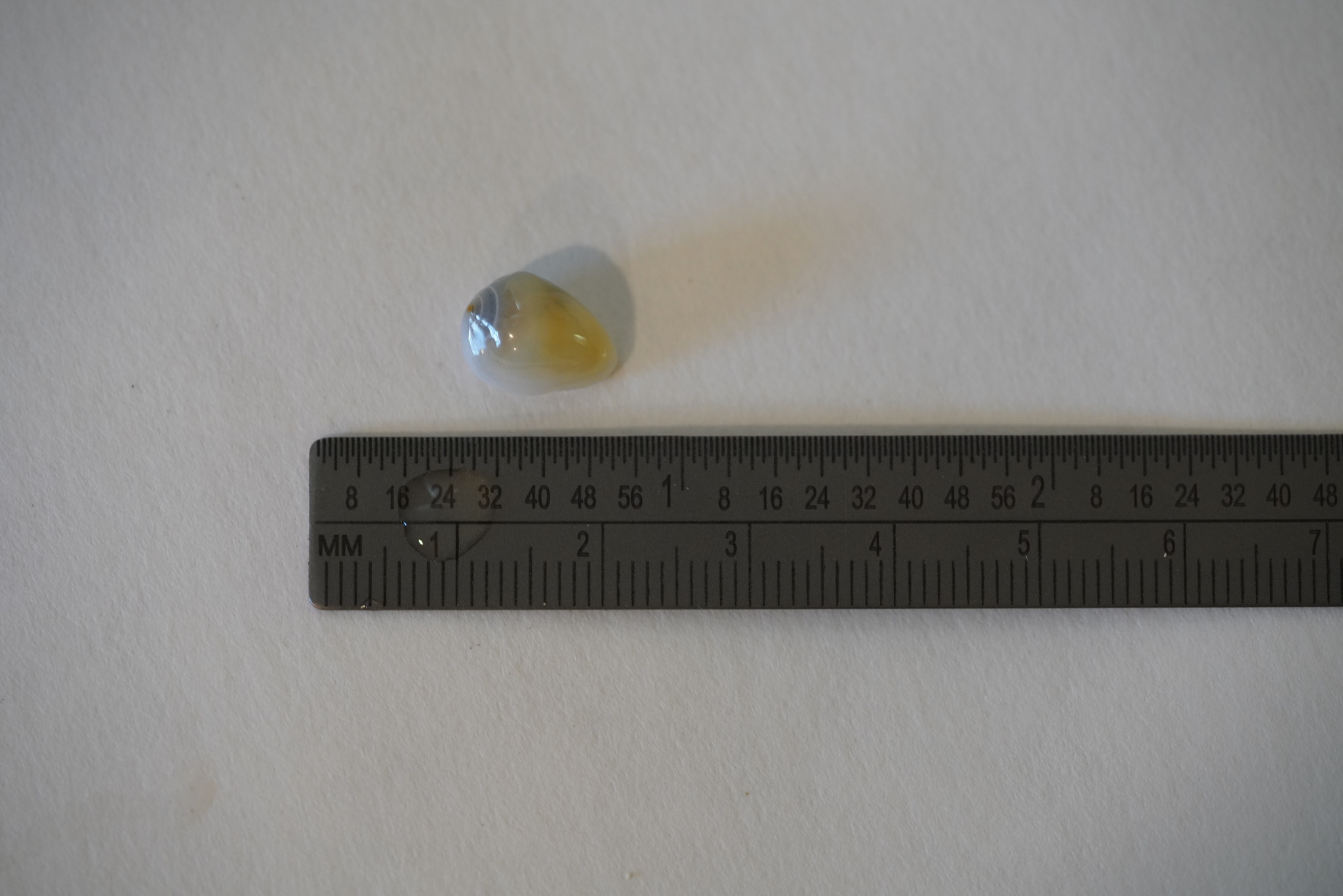 Prunum apicinum (Menke, 1828)