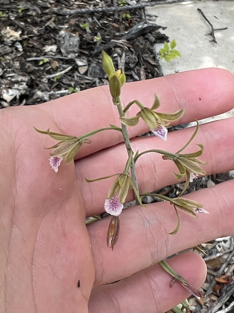 Chinese Crown Orchid from University Ave, Austin, TX, US on August 15 ...