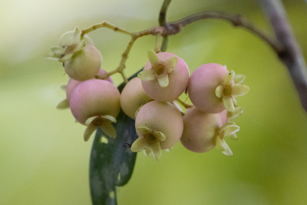 Fibrous satinash (Syzygium fibrosum) - Botanical Realm