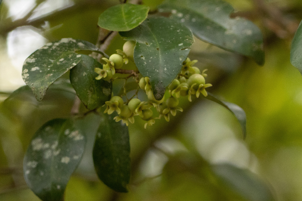 Fibrous satinash (Syzygium fibrosum) - Botanical Realm